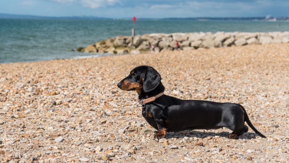 Kurzhaar-Zwergdackel: Rassebeschreibung | PURINA®