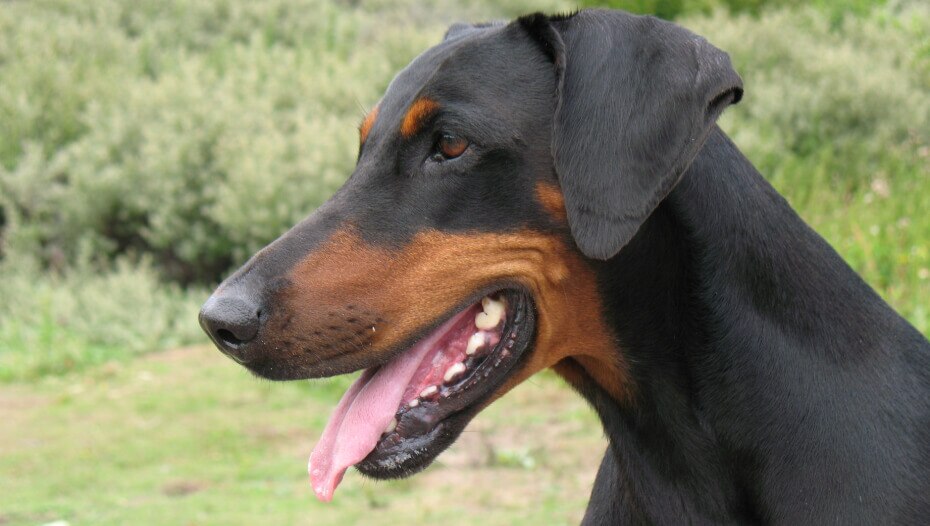 Dobermann: Rassebeschreibung | PURINA®