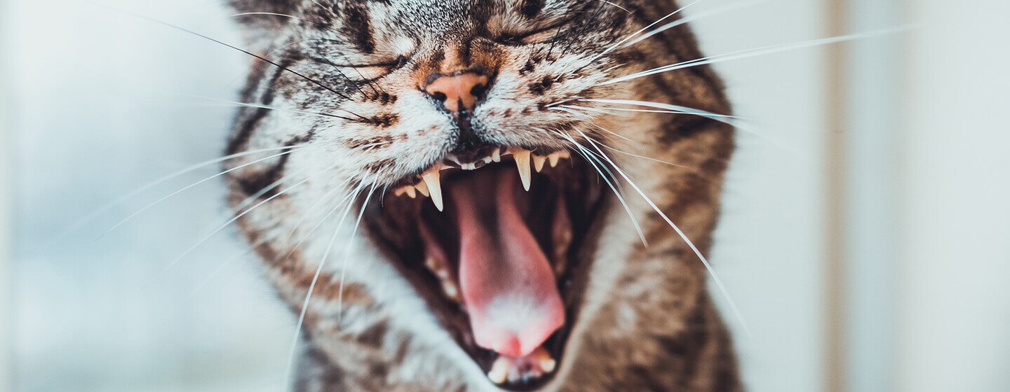 Katzengebiss: So viele Zähne hat die Katze | PURINA