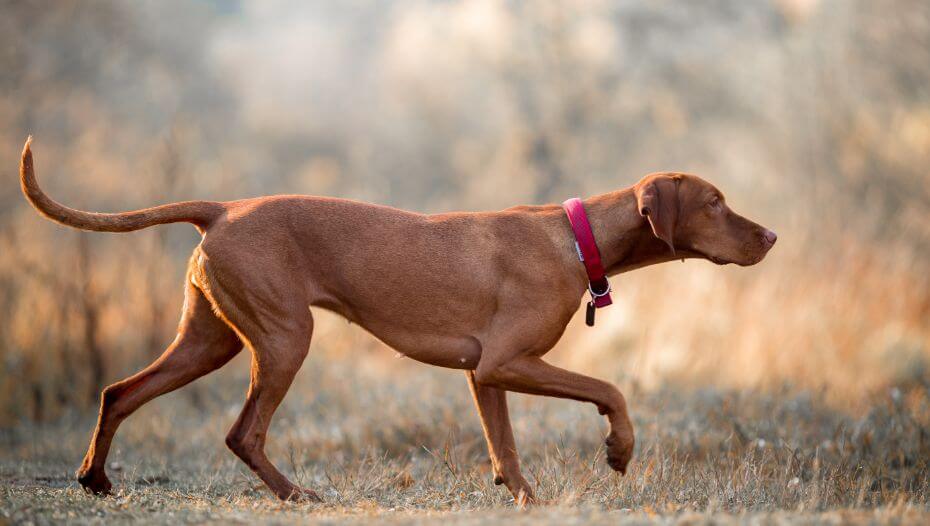 Magyar Vizsla Kurzhaar: Rassebeschreibung | PURINA®