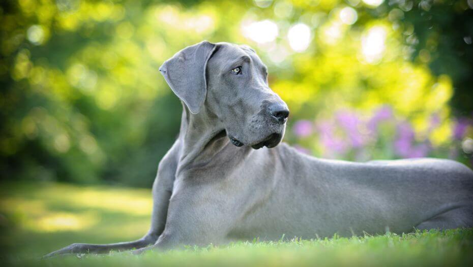 Dogge: Rassebeschreibung | PURINA®