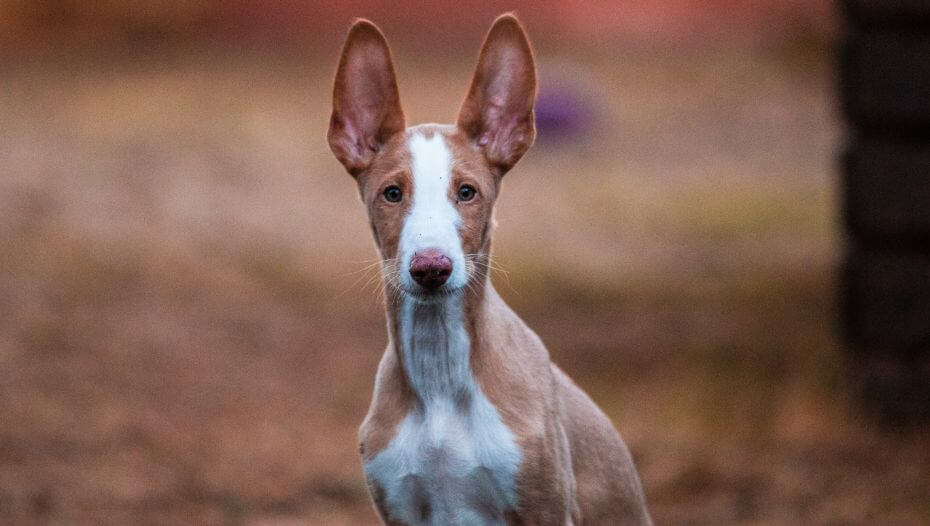 Podenco Ibicenco: Rassebeschreibung | PURINA®