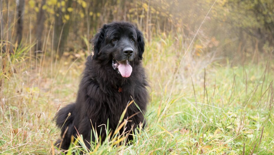 Neufundländer: Rassebeschreibung | PURINA®