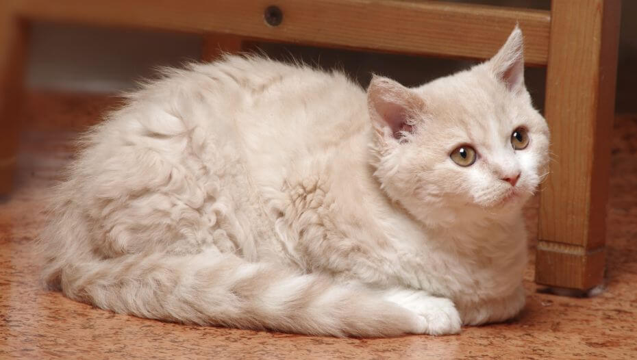 Selkirk Rex: Rassebeschreibung | PURINA®