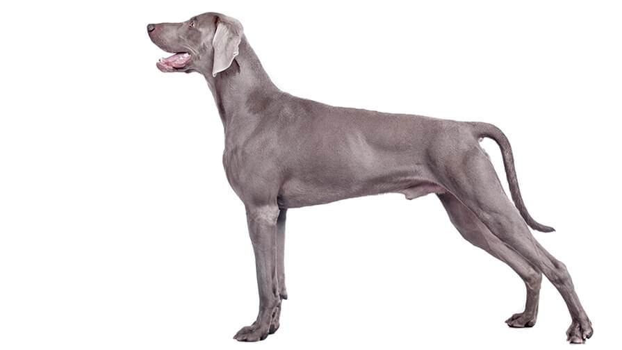 Weimaraner: Rassebeschreibung | PURINA®