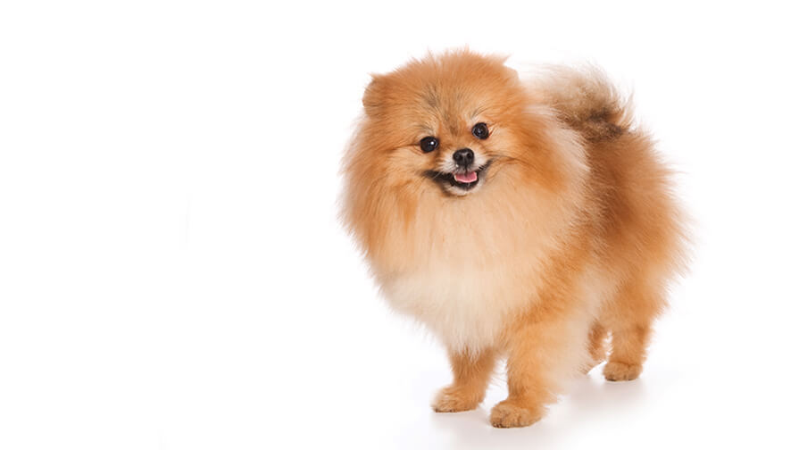 Kleinspitz: Rassebeschreibung | PURINA®