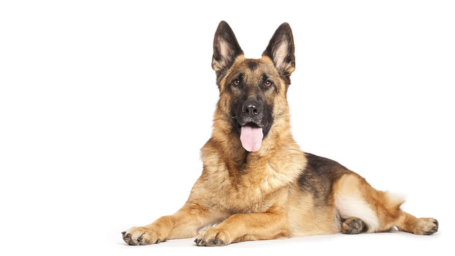 Deutscher Schäferhund: Rassebeschreibung | PURINA®
