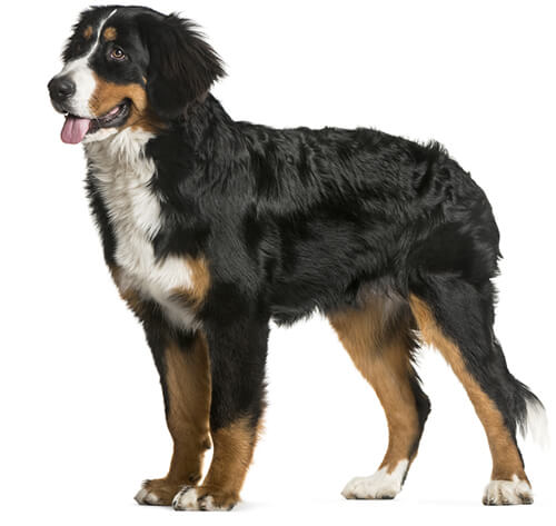Berner Sennenhund: Charakter, Steckbrief & Tipps | Purina DE
