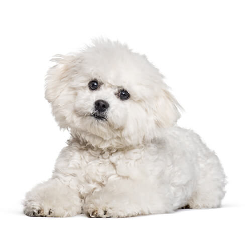 Bichon Frisé: Charakter, Steckbrief & weitere Tipps