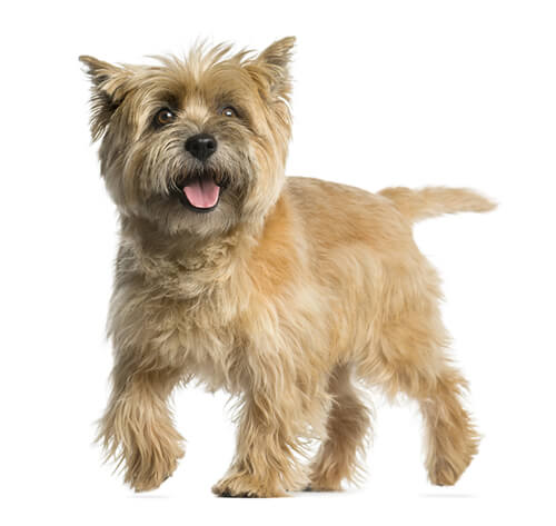 Cairn Terrier: Charakter, Steckbrief & weitere Tipps | Purina