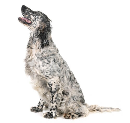 English Setter: Charakter, Steckbrief & weitere Tipps