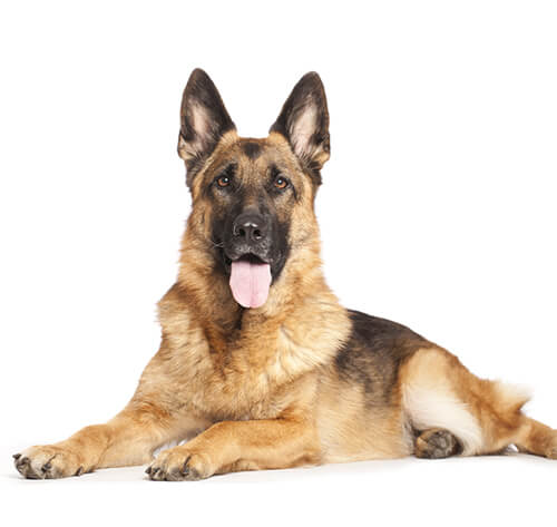 Deutscher Schäferhund: Steckbrief, Charakter & weitere Tipps