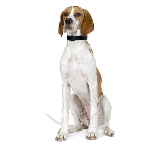 Pointer: Steckbrief, Charakter & weitere Tipps | Purina DE