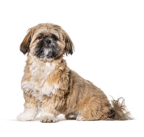 Shih Tzu Hunde: Charakter, Steckbrief & weitere Tipps | Purina DE