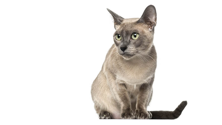 Tonkanese: Rassebeschreibung | PURINA®