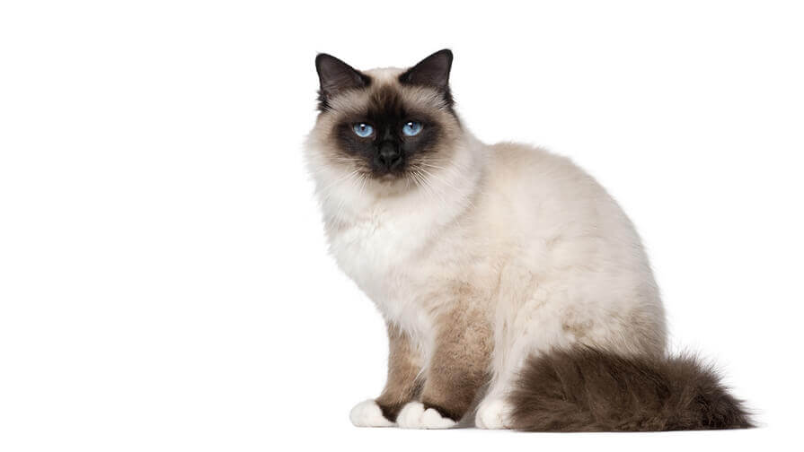 Heilige Birma: Rassebeschreibung | PURINA®