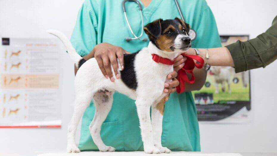 Cushing-Syndrom beim Hund: Alle Infos im Blick | PURINA