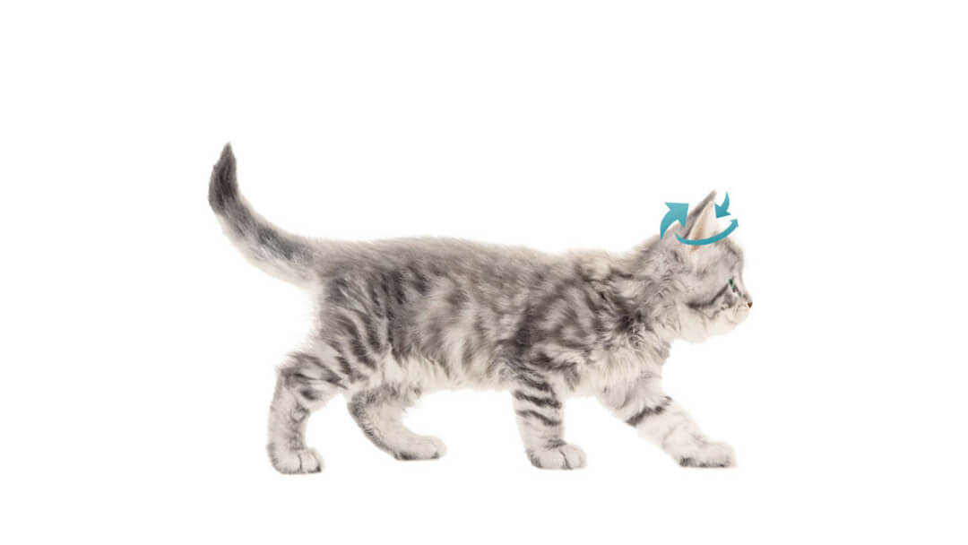 Katzen verstehen – Lektion Nr. 1: Die Ohren | PURINA ONE