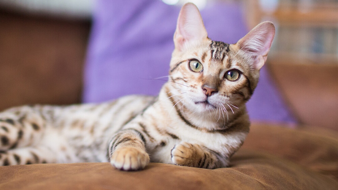 Katzenverhalten und Katzen Körpersprache deuten | PURINA