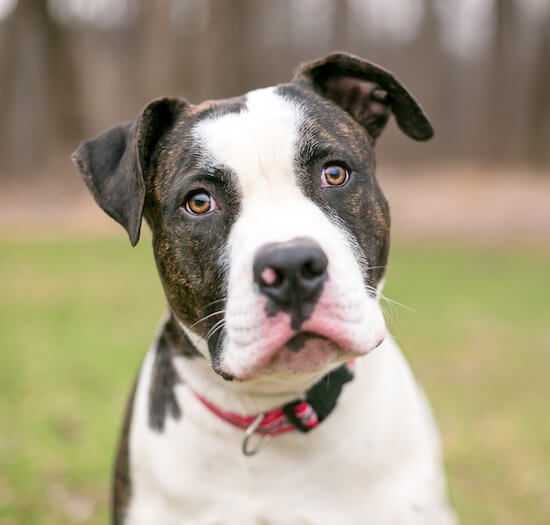 Amerikanische Bulldogge – ein sanftes Energiepaket | PURINA