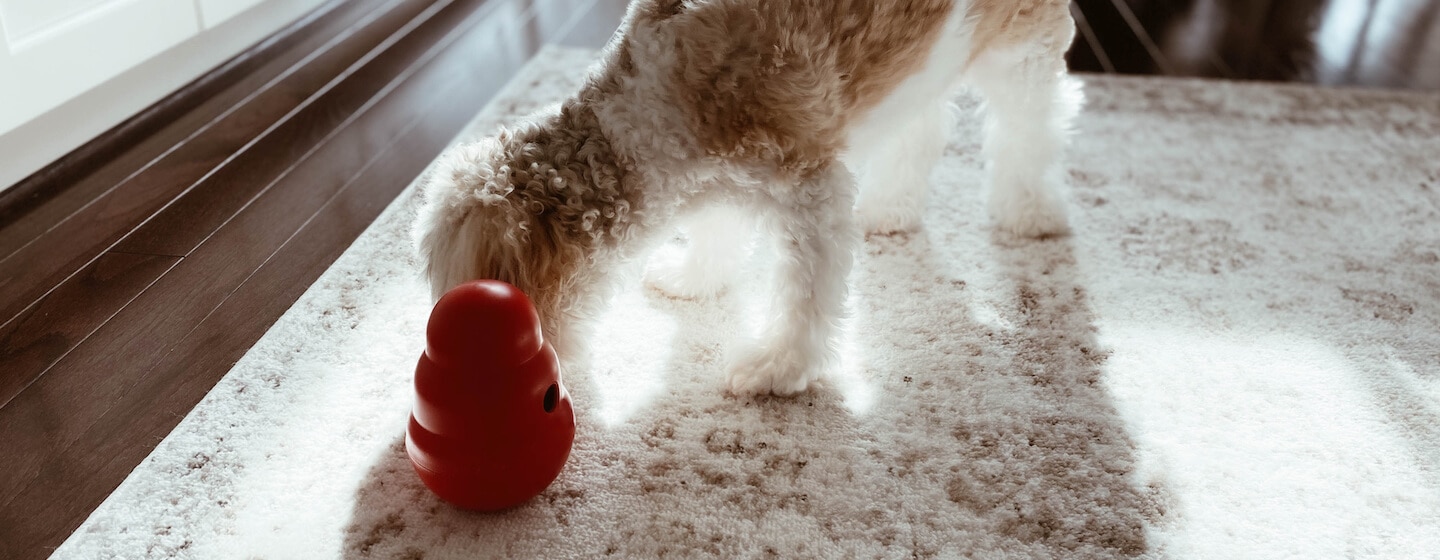 Spiele für Hunde und Welpen drinnen | Purina