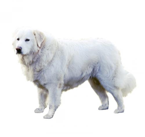 Maremmen-Abruzzen-Schäferhund: Steckbrief, Charakter & Tipps