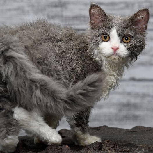 Die Selkirk Rex: die schöne Lockenkatze | PURINA
