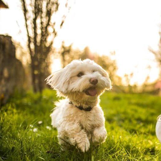 Malteser: Rassebeschreibung | PURINA