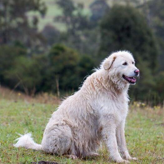 Maremmen-Abruzzen-Schäferhund | PURINA