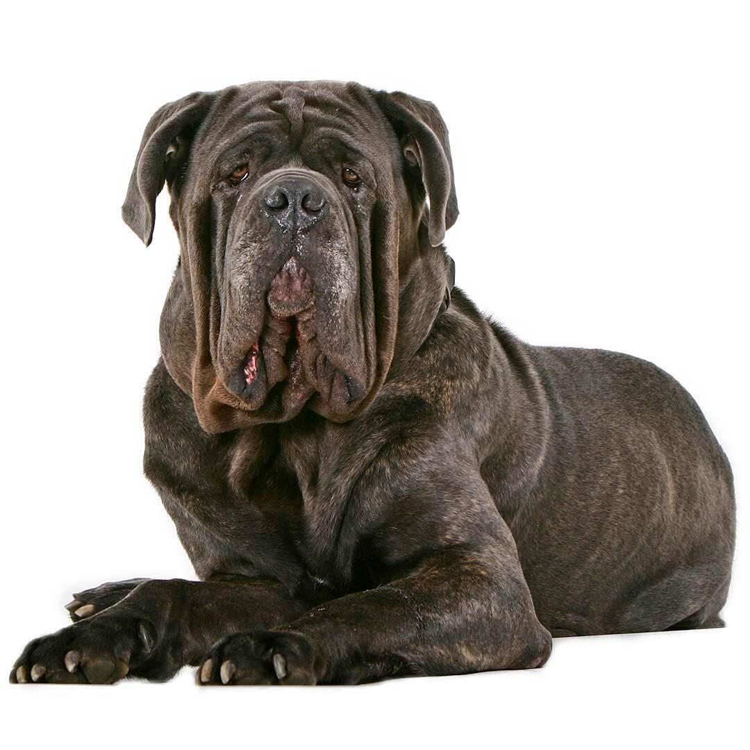 Mastino Napoletano: Rassebeschreibung | PURINA