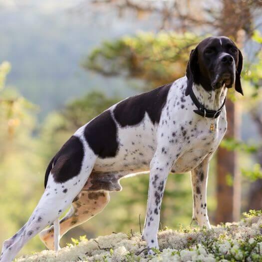 Pointer: Rassebeschreibung | PURINA