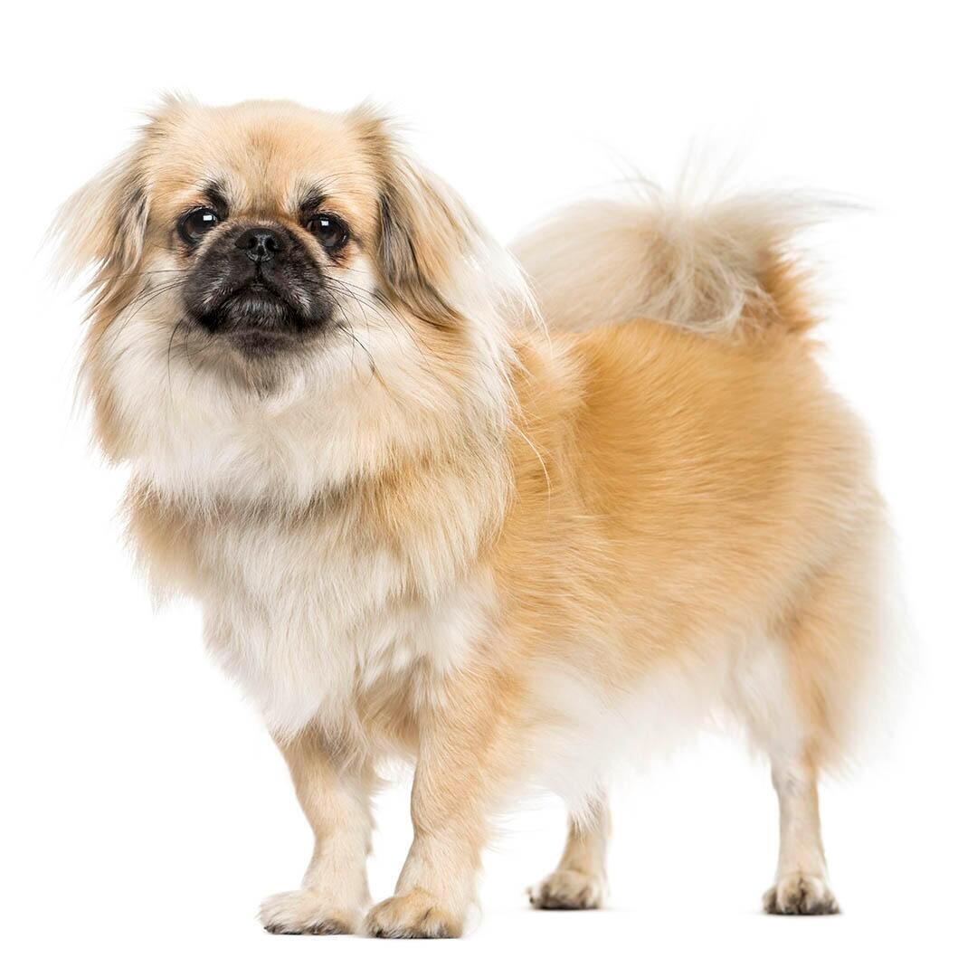Tibet Spaniel: Rassebeschreibung | PURINA