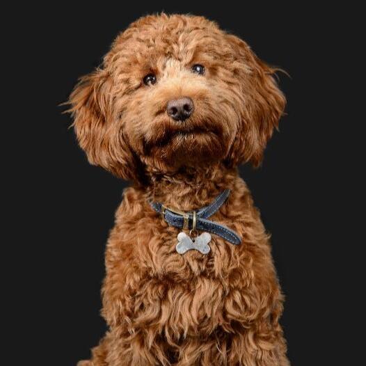 Cockapoo Dog Breed Information | Purina