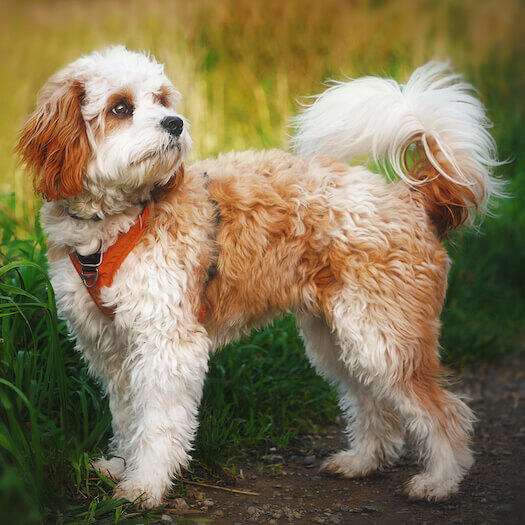 Cavapoo: lebhaft und verspielt | PURINA