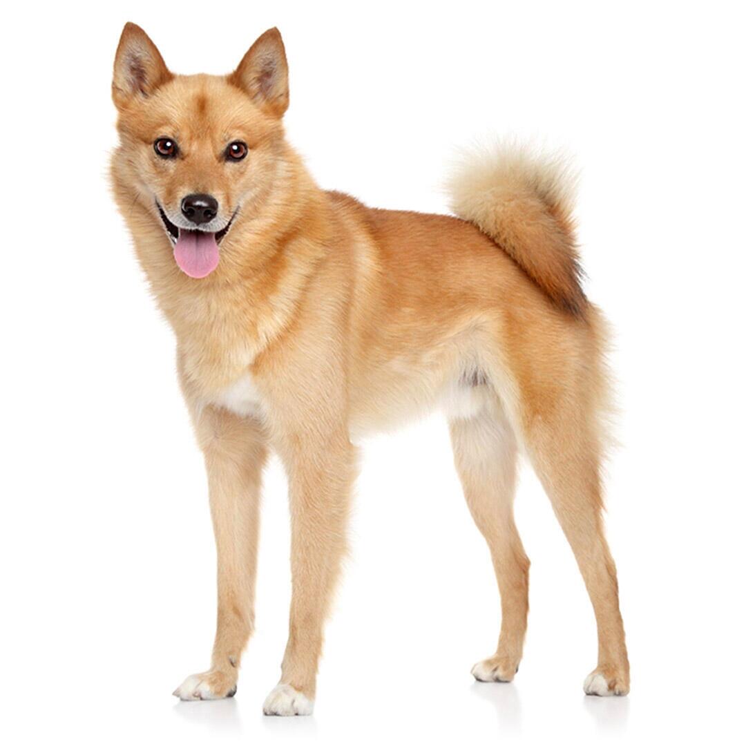 Finnenspitz | Purina