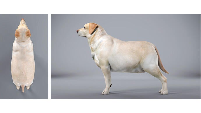 Übergewicht beim Hund – Was tun? | PURINA